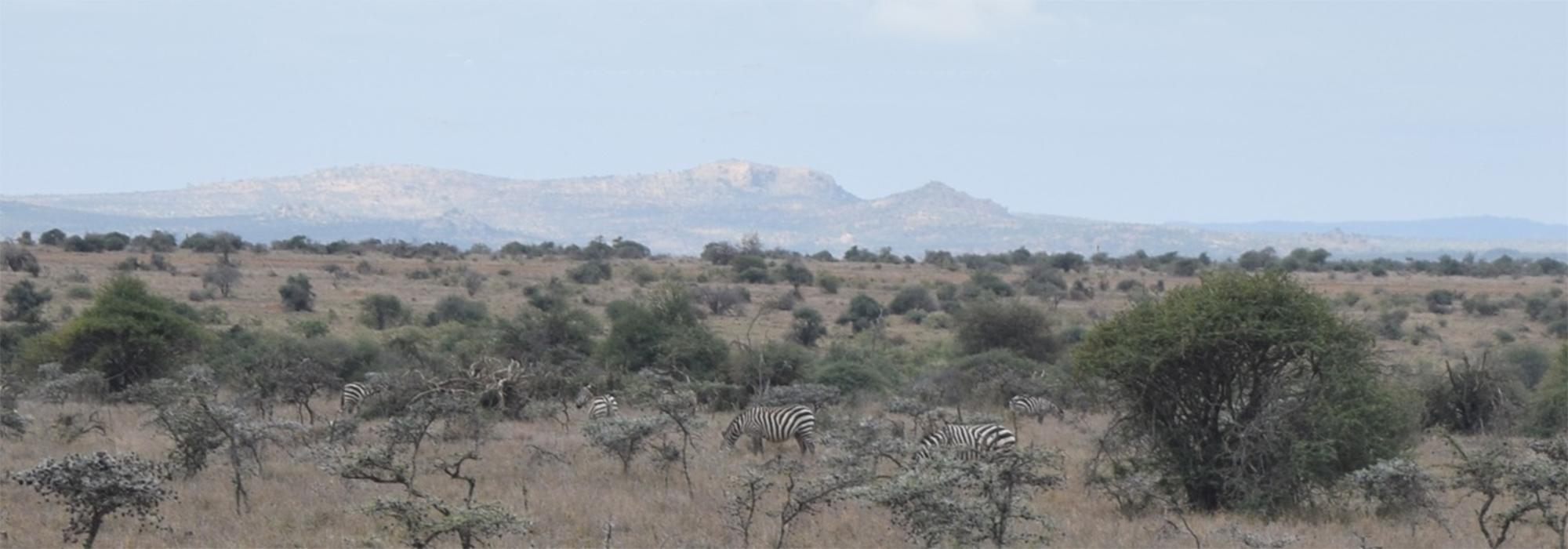 Report: A tropical ecology field course in Kenya, Summer 2022 | Merton ...